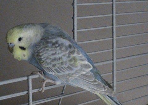 Variedad Alas grises - PeriquitosOnline.com-Periquitos australianos