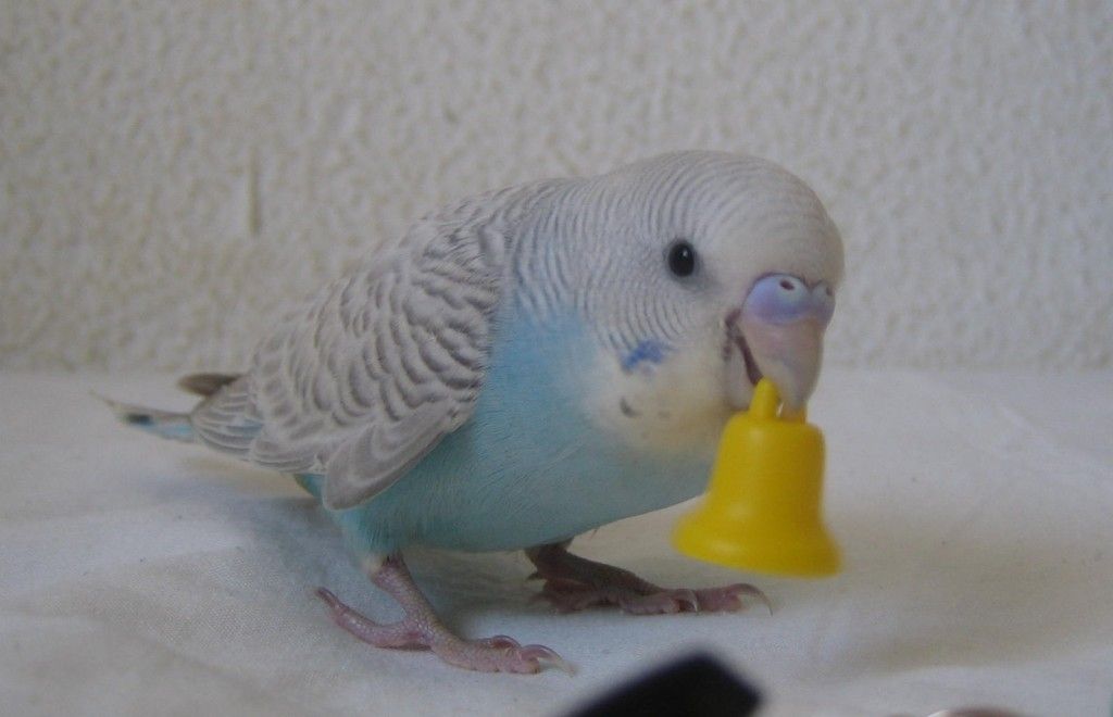 Variedad Alas grises - PeriquitosOnline.com-Periquitos australianos