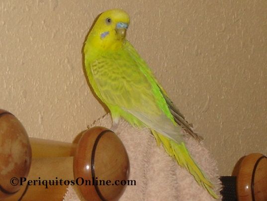 Variedad Alas grises - PeriquitosOnline.com-Periquitos australianos